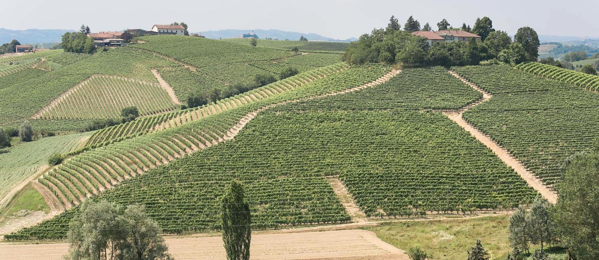 Produttori di vini del Piemonte | Aresca Vini